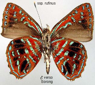 Papua Insects Foundation (Lepidoptera/Lycaenidae/Lycaeninae ...